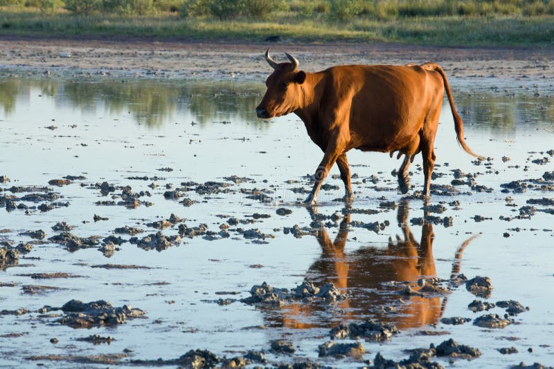 Cow go by swamp stock image. Image of green, marsh, herd - 9766837