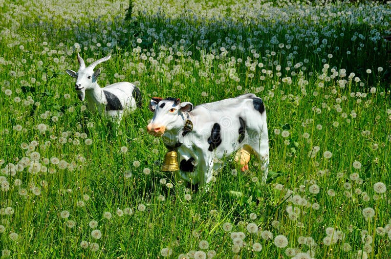 Cow and goat stock photo. Image of horns, bell, dandelions - 39322348
