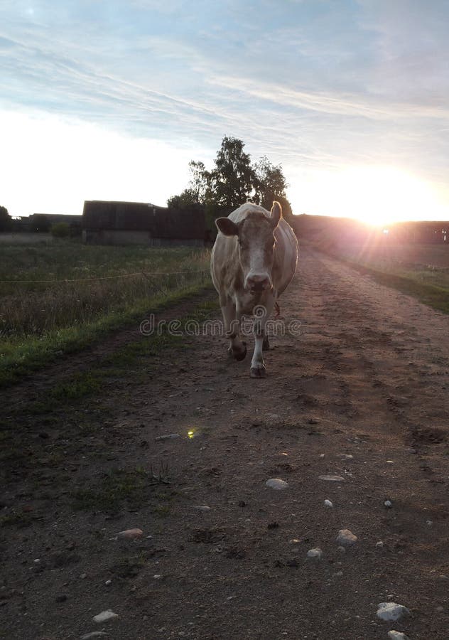 The Cow Goes Along the Path To the Pasture Stock Photo - Image of cows ...