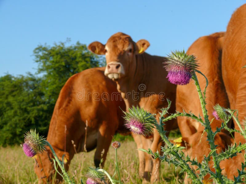And the cow goes moo stock image. Image of green, nature - 188681635