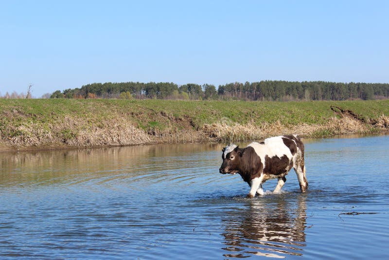 Cow goes in the river stock photo. Image of male, shepherd - 54325854