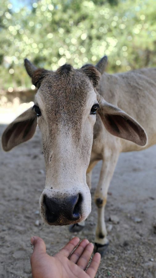 Cow with a good nature stock photo. Image of nature - 269908710