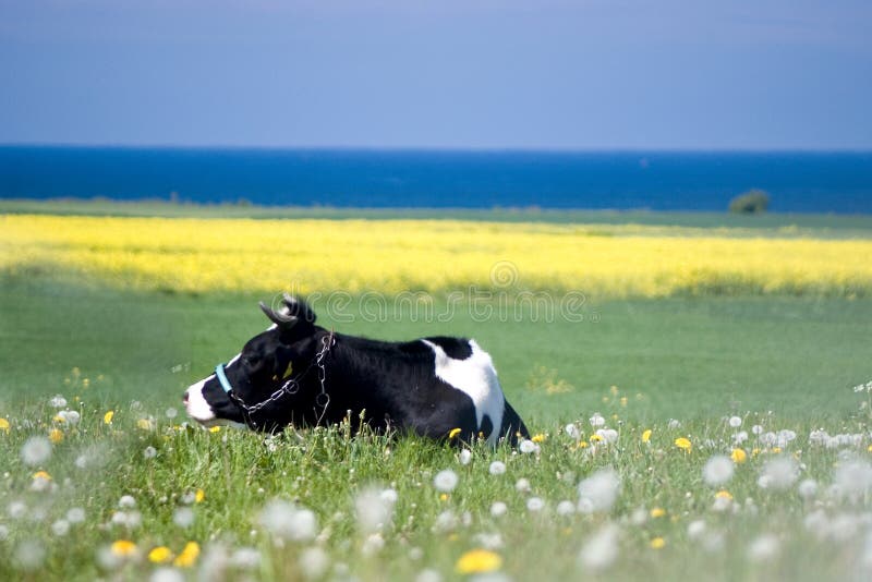 Cow in grass stock photo. Image of dairy, agriculture - 2445718