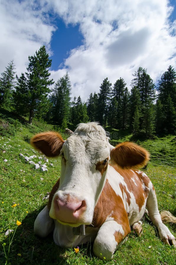 Cow in grass stock photo. Image of europe, meadow, grassland - 25743074