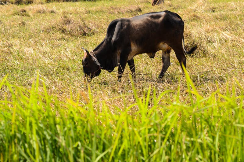 Cow on grass stock photo. Image of grass, nature, summer - 29166230