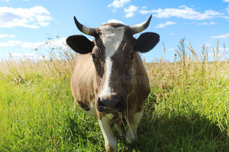 The Cow is in a Grass on a Farm Stock Photo - Image of livestock, grass ...