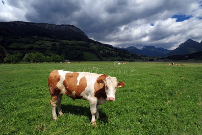 Cow in a grass field stock photo. Image of hill, meadow - 11136604