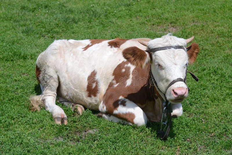 Cow in grass stock image. Image of heather, close, holsteine - 31639837