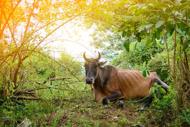 Cow on Grass Insect on Body Stock Image - Image of eating, herd: 96103893