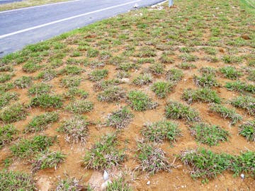 182 Turfing Method Stock Photos - Free & Royalty-Free Stock Photos from ...