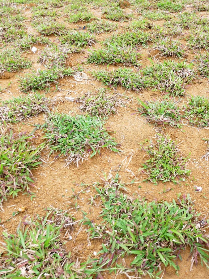 Spot Turfing Stock Photos - Free & Royalty-Free Stock Photos from ...