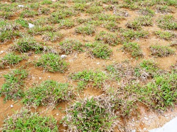 182 Turfing Method Stock Photos - Free & Royalty-Free Stock Photos from ...