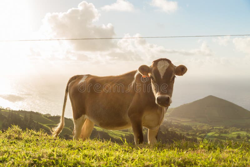Cow on the Grass with Sunshine Stock Photo - Image of white, brown ...