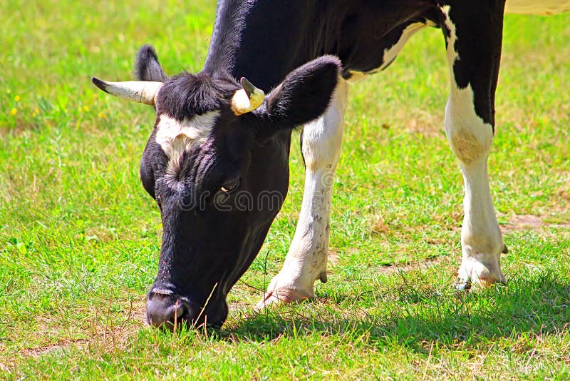 Cow graze on the grass stock image. Image of head, herd - 79262023
