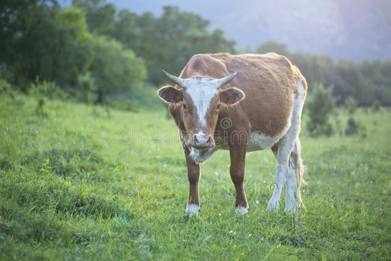 Cow graze in the meadow stock image. Image of farm, countryside - 121811371