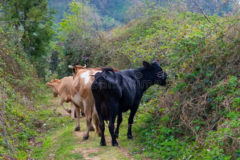 Cows are Walking Along a Mountain Path. Stock Image - Image of green ...