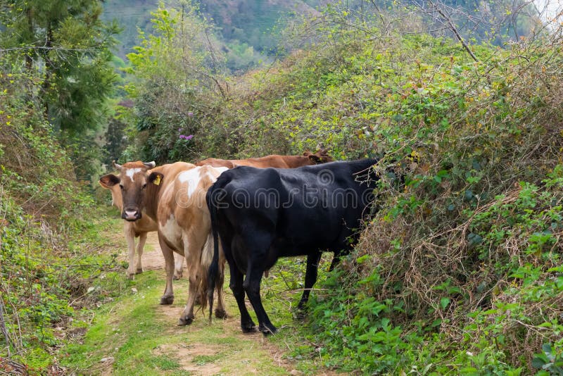 A Cow is Walking Along a Mountain Path. Stock Image - Image of ...