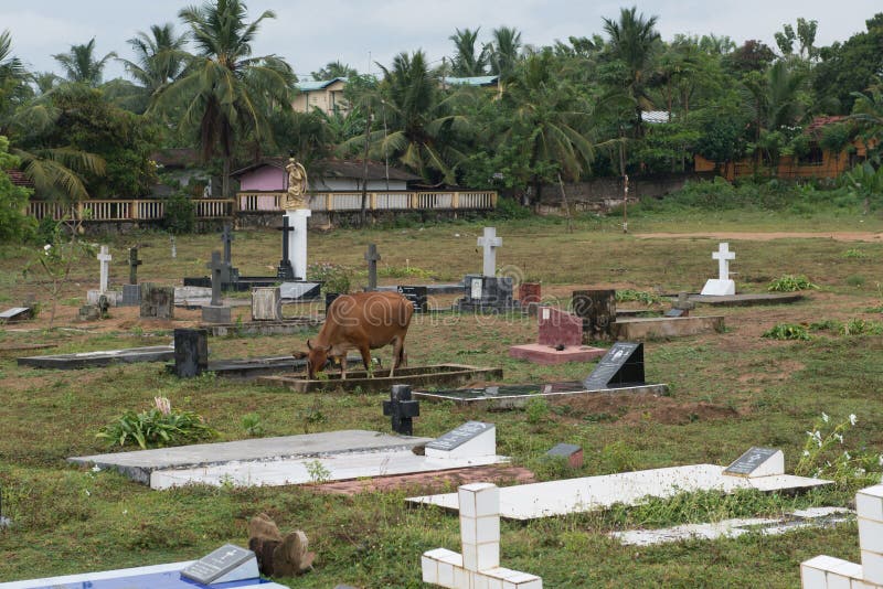 The Cow Grazes in the Cemetery, Sri Lanka Stock Image - Image of grazes ...