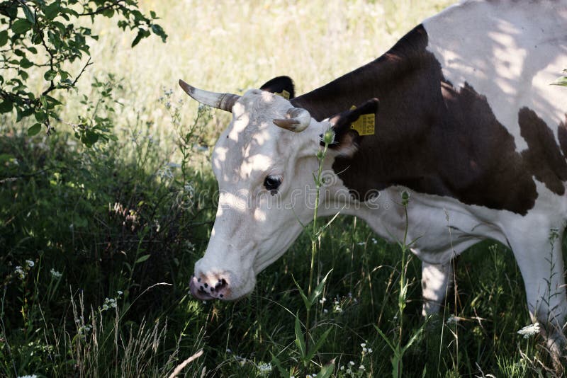 211 Dairy Cow Shade Stock Photos - Free & Royalty-Free Stock Photos ...