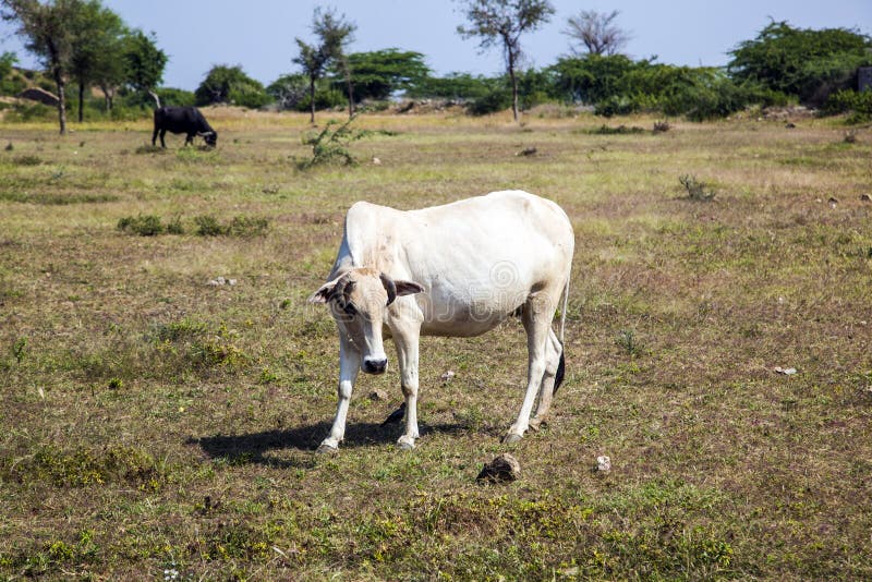 Cow Grazes at a Meadow in Rajasthan, India Stock Photo - Image of ...