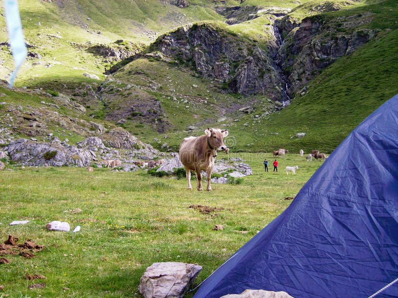 A Cow Grazes on the Mountain and Approaches a Blue Tent Stock Photo ...