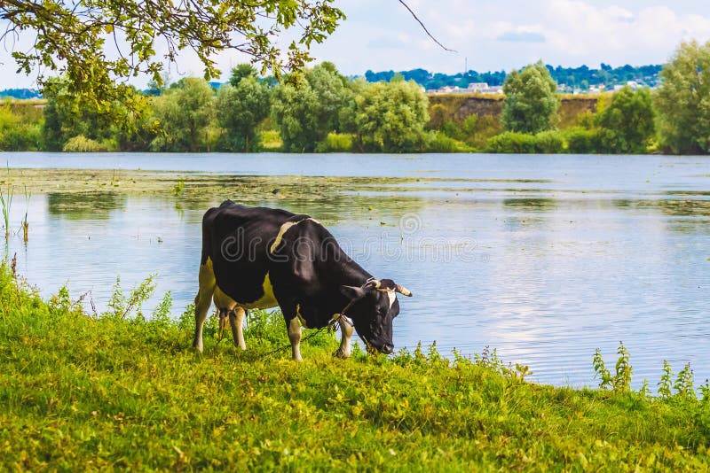 Cow Grazes on the River Bank in Sunny Weather_ Stock Photo - Image of ...