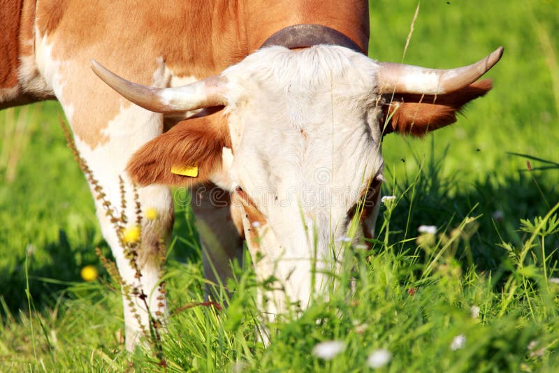 Cow grazing stock image. Image of nature, field, carroty - 20711439