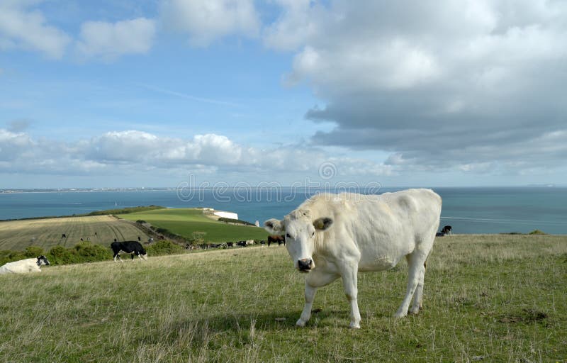 Harry Cow Stock Photos - Free & Royalty-Free Stock Photos from Dreamstime