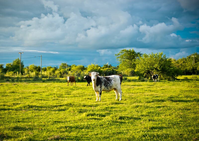 Cow Grazing with a Background of Cloudy Sky Threatening. Stock Photo ...