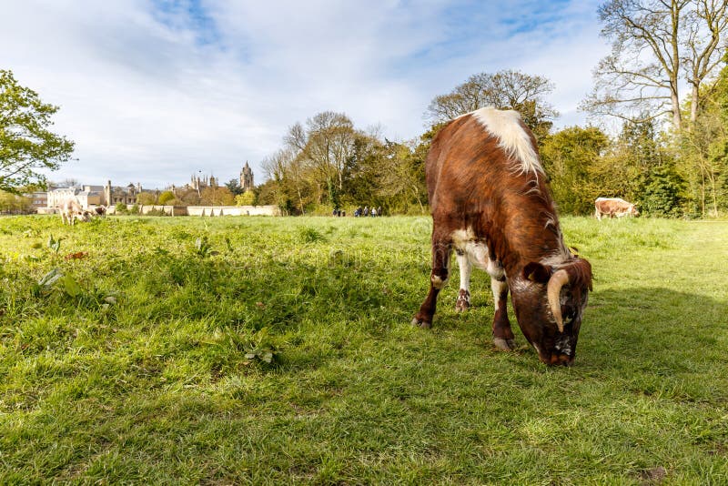 Cow grazing in Cambridge stock photo. Image of graze - 71201018