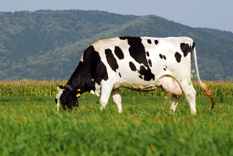 Cow grazing on field stock image. Image of agricultural - 7664861