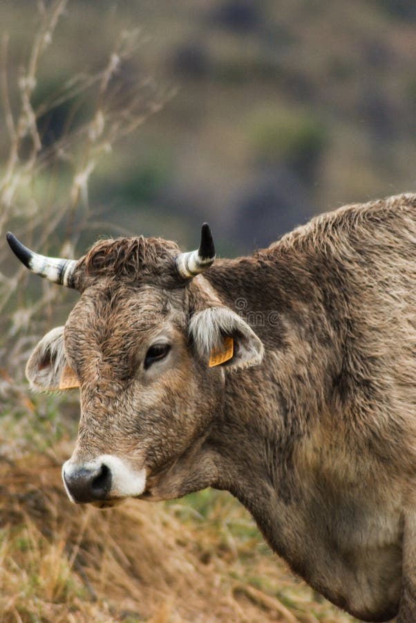 296 Hidden Cow Stock Photos - Free & Royalty-Free Stock Photos from ...