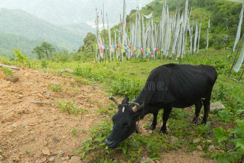 Cow Grazing Field Paro Bhutan Stock Photos - Free & Royalty-Free Stock ...