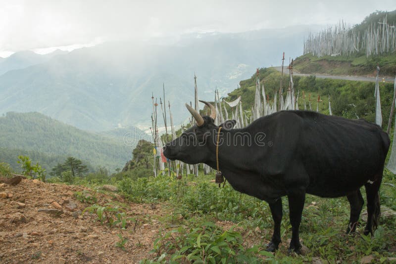 Cow Grazing Field Paro Bhutan Stock Photos - Free & Royalty-Free Stock ...