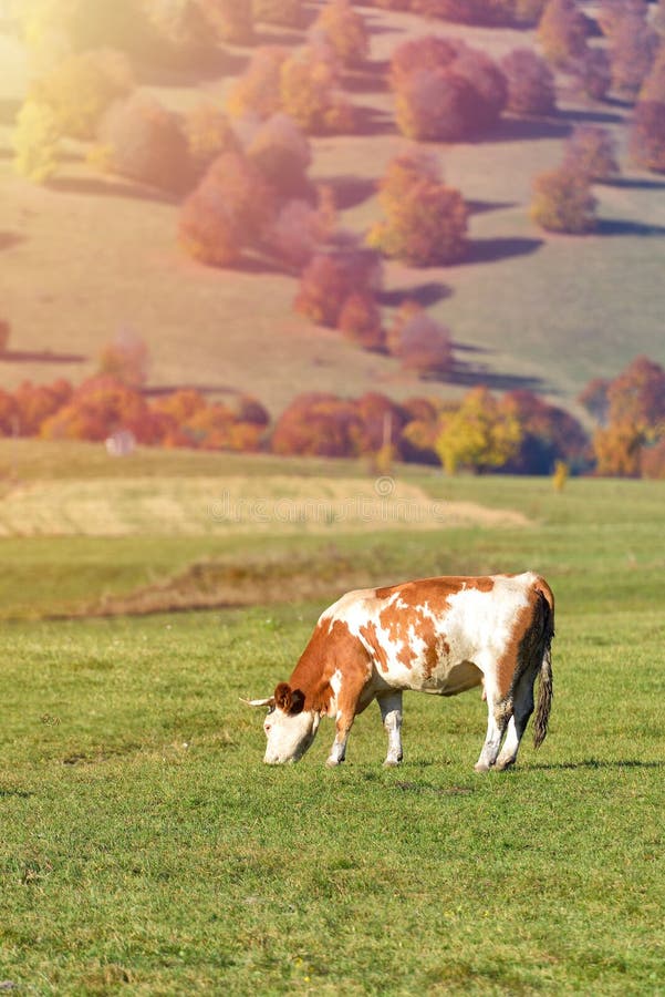 Cow Grazing in Field, Sunset Light Stock Image - Image of eating, land ...