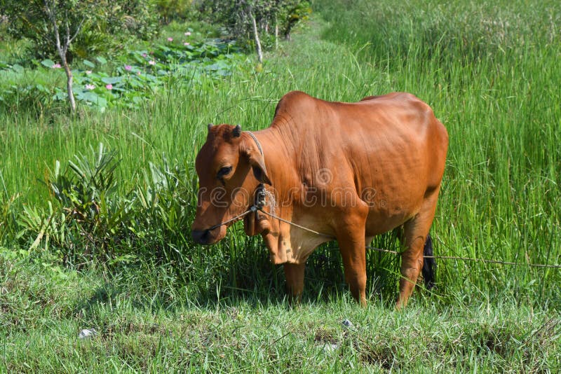 Cow grazing on the field stock image. Image of farmland - 74668545