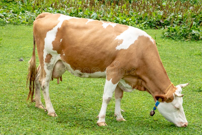 Cow Grazing the Fresh Grass Stock Image - Image of meadow, alpine ...
