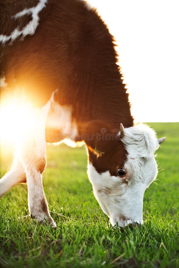 Cow Grazing in Fresh Pastures Stock Image - Image of agriculture ...