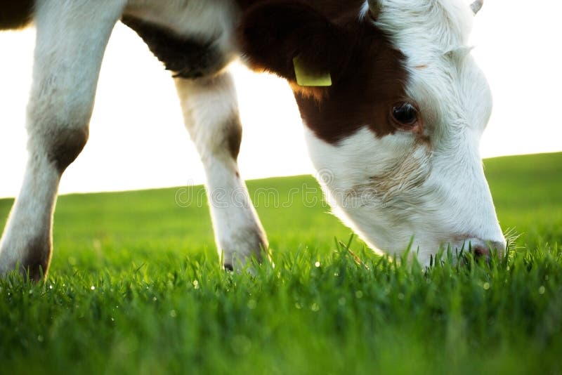 Cow Grazing in Fresh Pastures Stock Photo - Image of grazing, scene ...