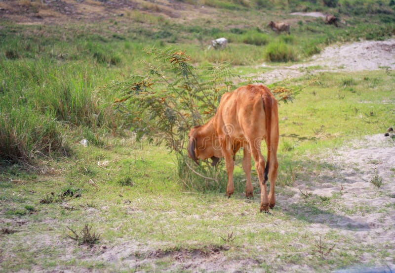 Cow grazing on the ground stock image. Image of borneo - 160033861