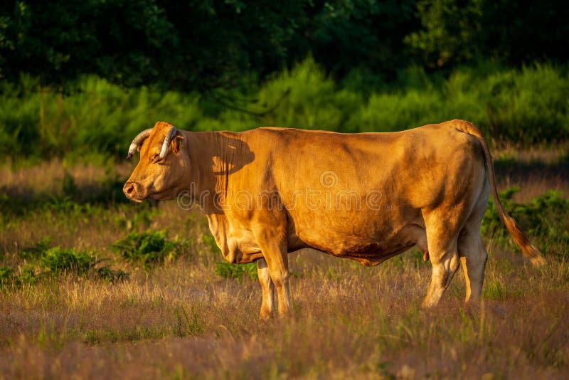 Cow grazing on a heather stock photo. Image of agriculture - 238439556
