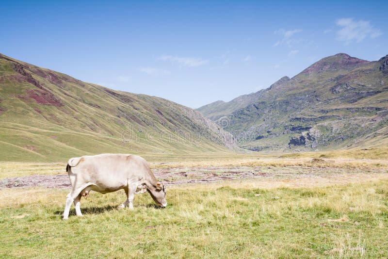 Cow Grazing in the Hecho S Valley Stock Image - Image of pyrenees, blue ...