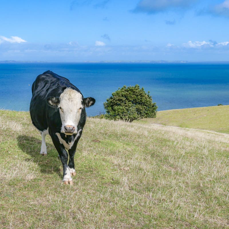 Cow Grazing At The Meadow By The Pacific Ocean Stock Photo - Image of ...
