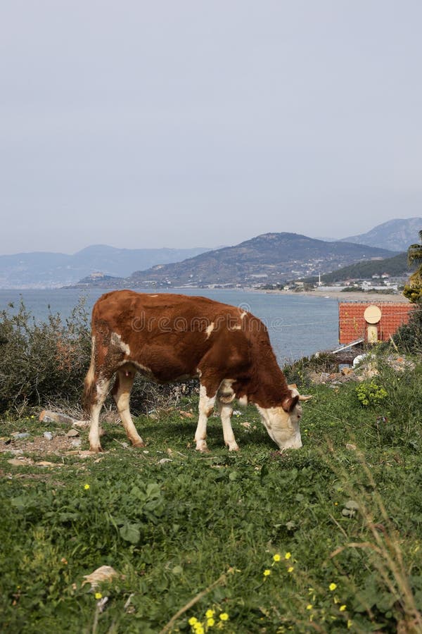 Cow grazing landscape stock photo. Image of grassland - 362131352