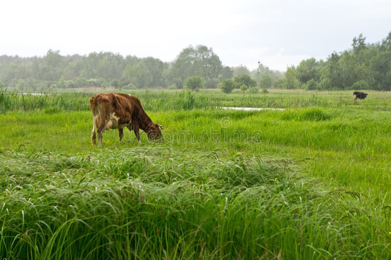A Cow Grazing on a Luscious Green Meadow in the Rain Stock Photo ...