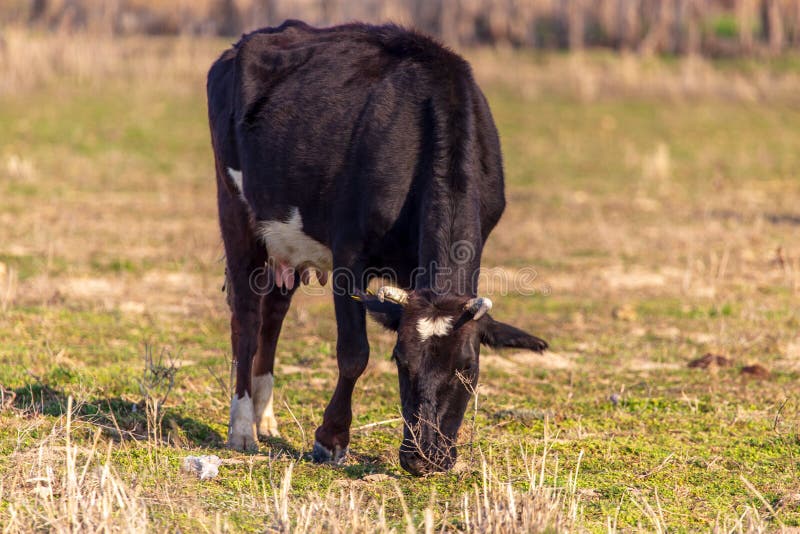 Cow Grazing in the Meadow in Spring Stock Photo - Image of dairy, milk ...