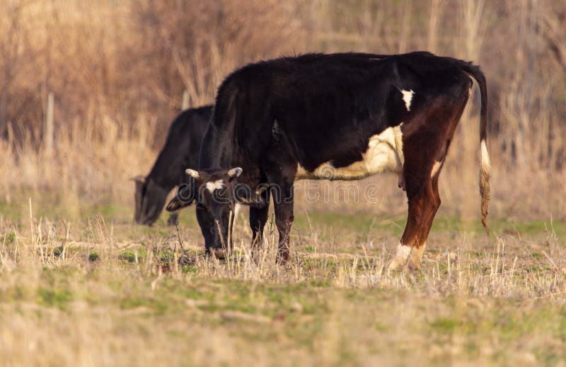 Cow Grazing in the Meadow in Spring Stock Image - Image of dairy ...