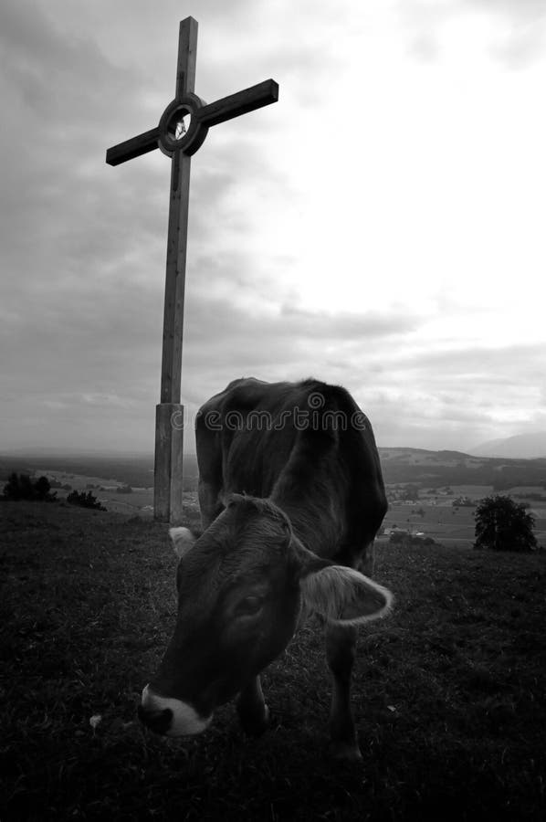 Cow grazing near cross stock photo. Image of creature - 6538440
