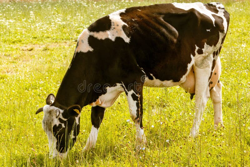 Cow Grazing on the Open Field Stock Photo - Image of outdoor, calf ...