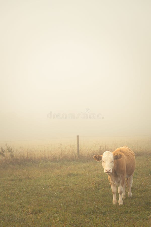 Cow Grazing on the Pasture Amid Thick Fog and Diffuse Orange Sunlight ...